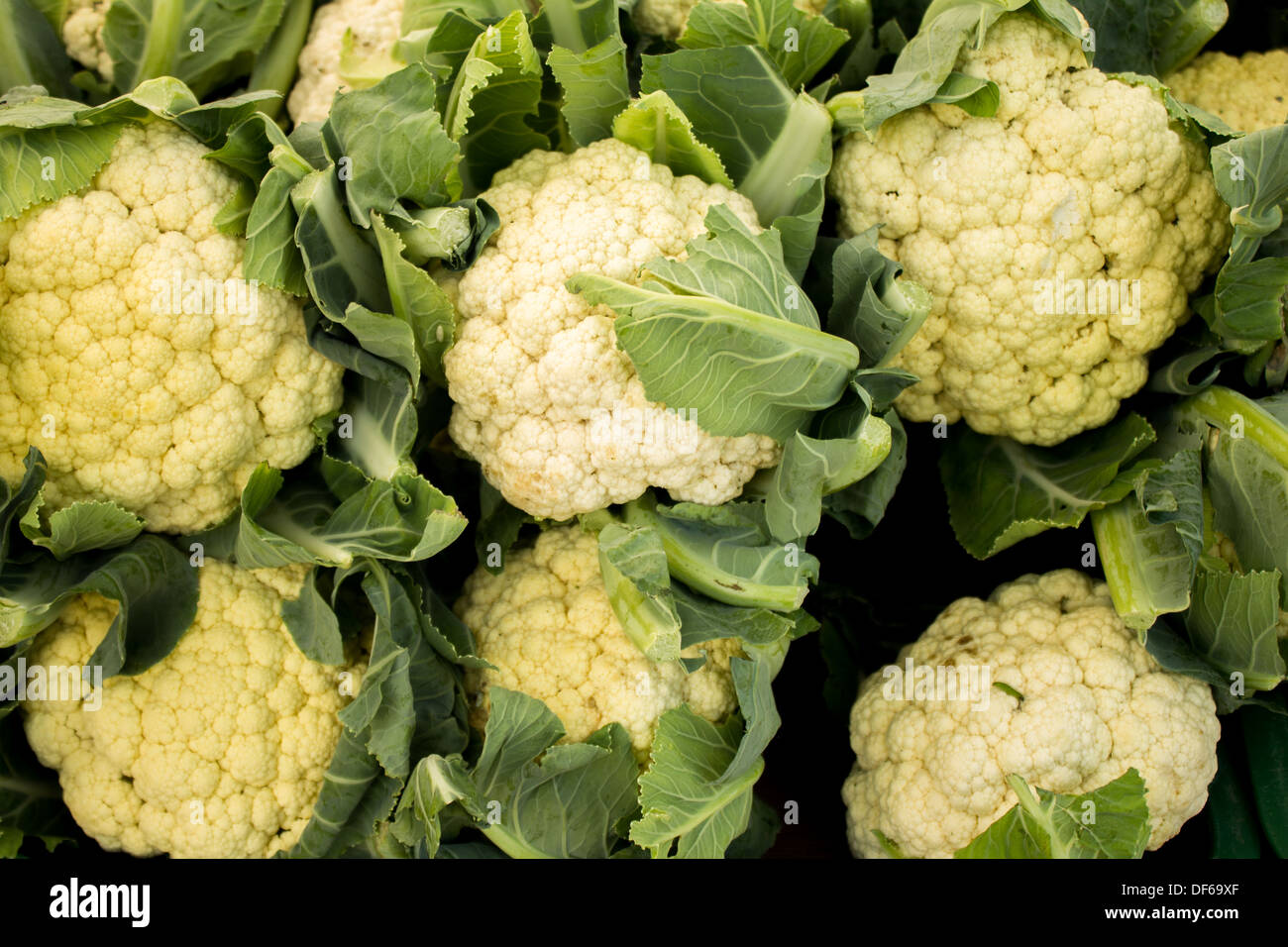 Cauliflower heads stacked on top each other Stock Photo - Alamy