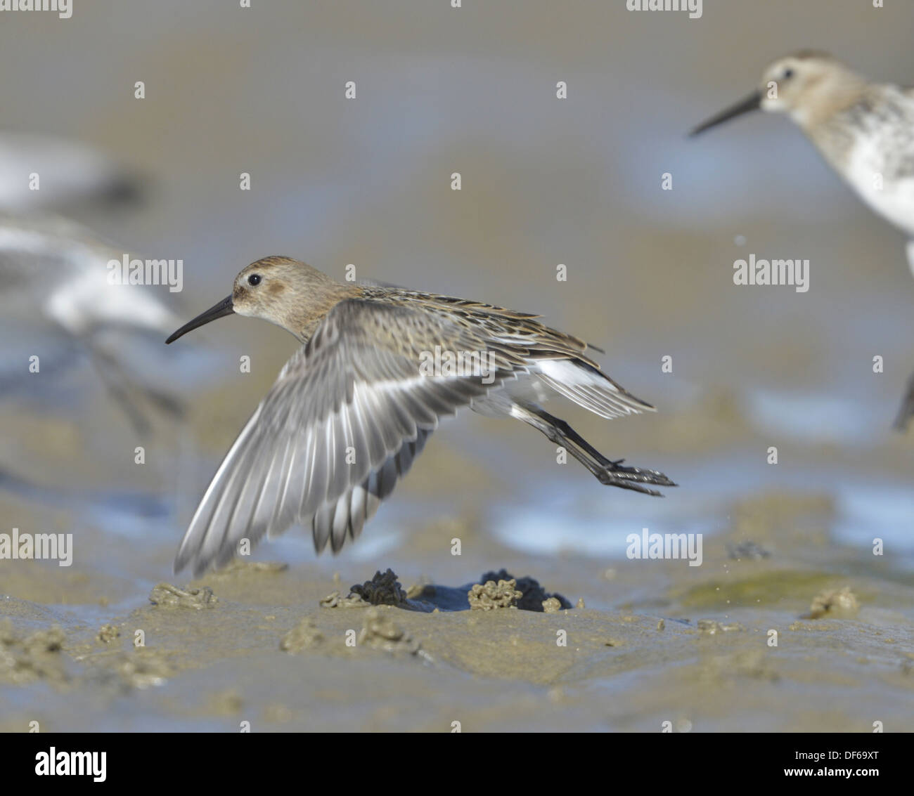 Dunlin in flight hi-res stock photography and images - Alamy