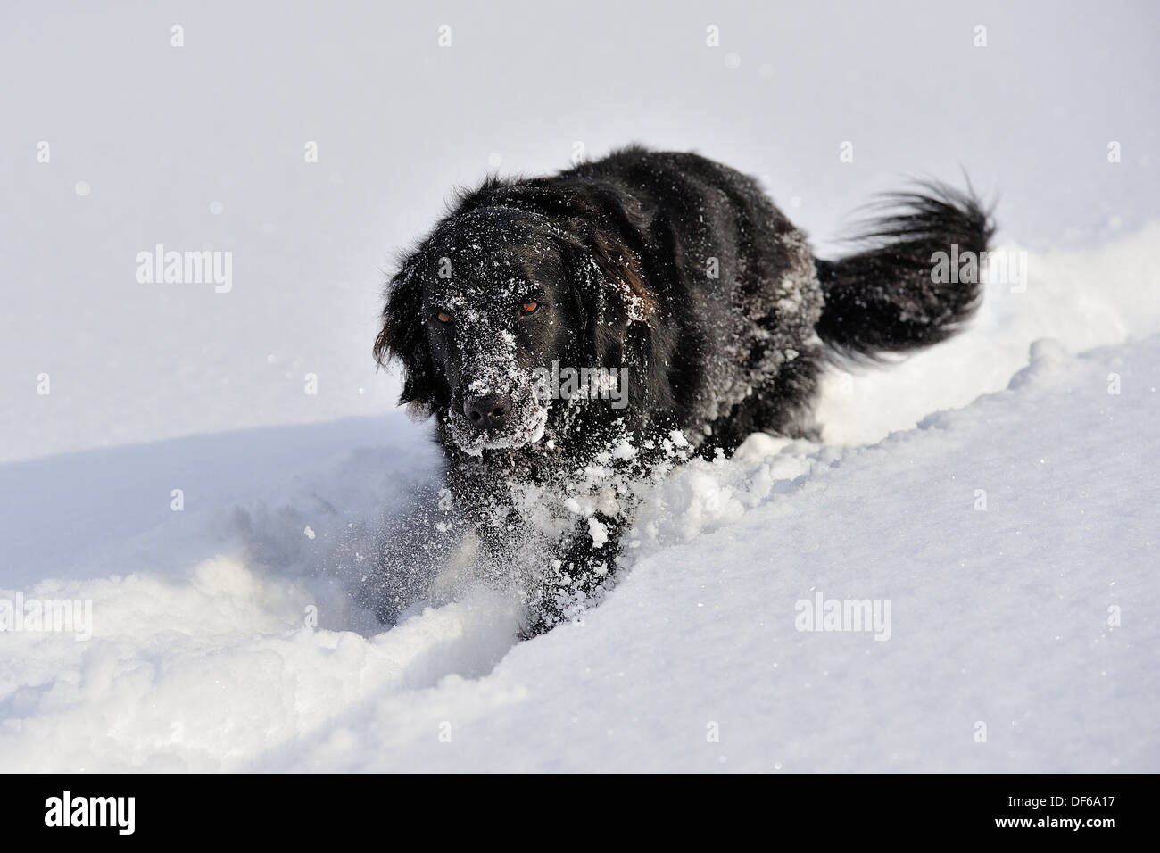 Black dog bounding through deep powder snow Stock Photo - Alamy
