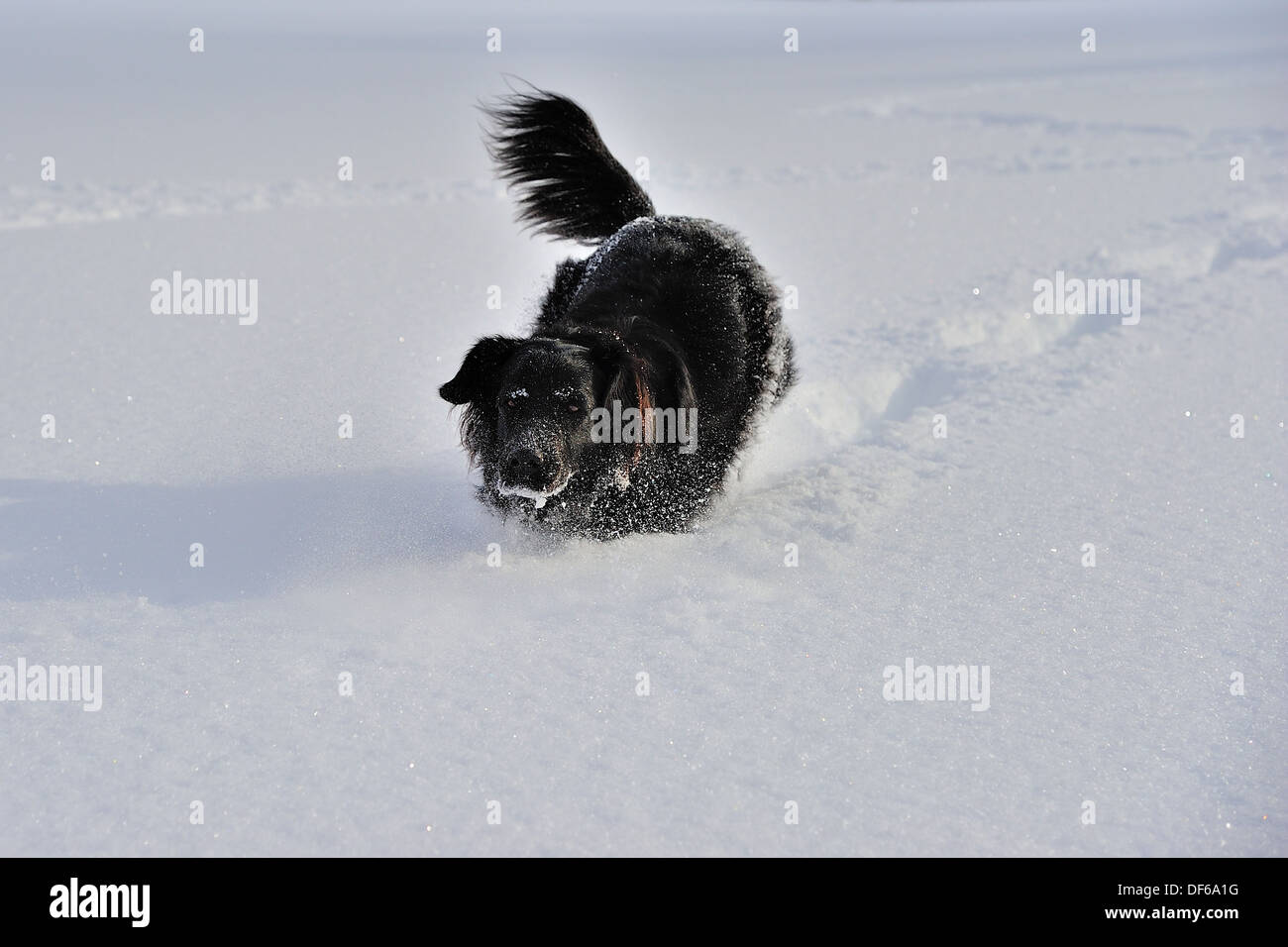 Bounding dog hi-res stock photography and images - Alamy