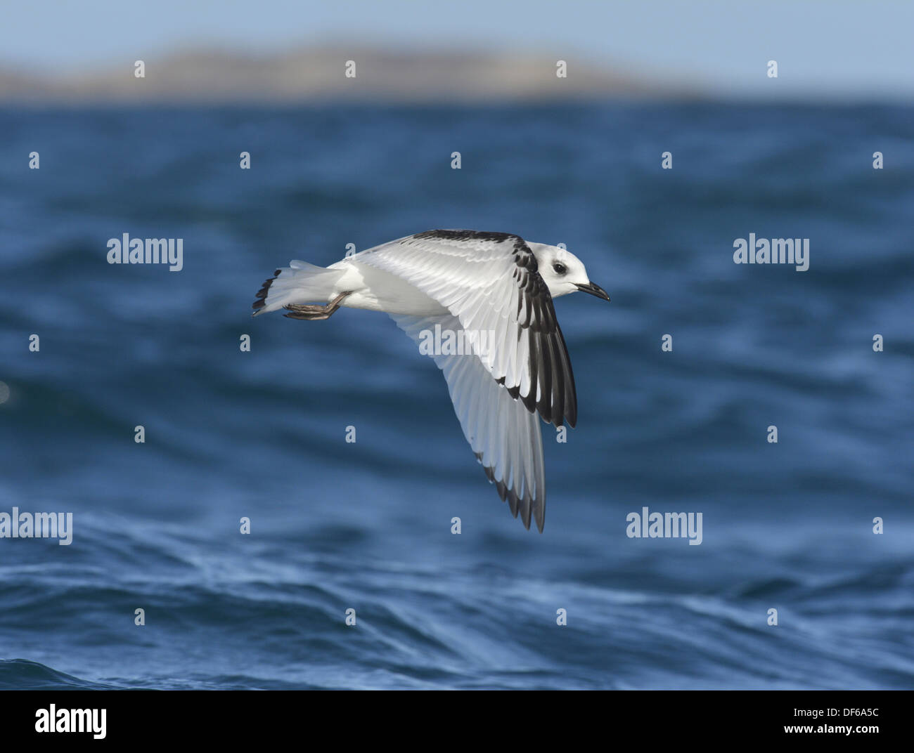 Juvenile kittiwake in flight hi-res stock photography and images - Alamy