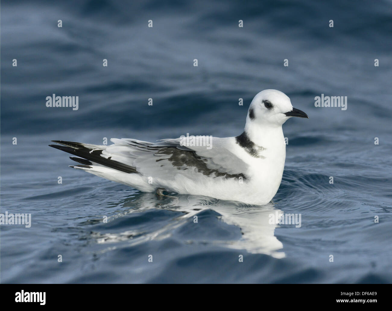 Kittiwake juvenile hi-res stock photography and images - Alamy