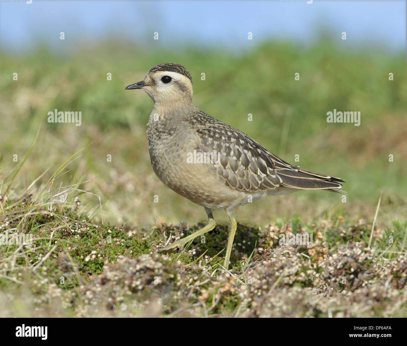 Dotterel migration hi-res stock photography and images - Alamy