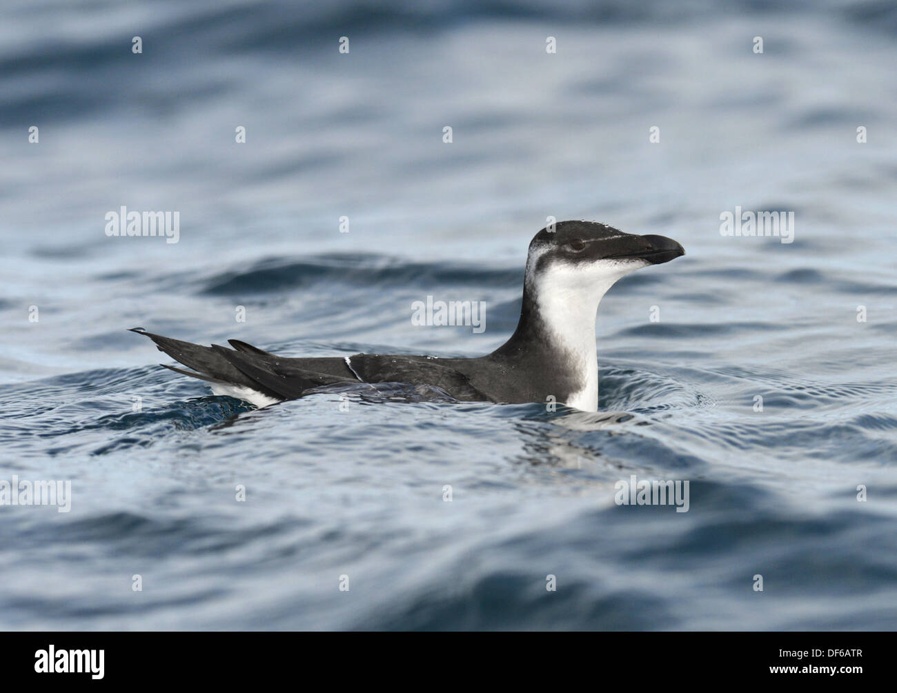 Razorbill Alca torda Stock Photo - Alamy