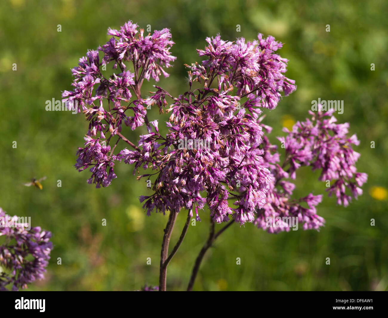 Alpine flower hi-res stock photography and images - Alamy