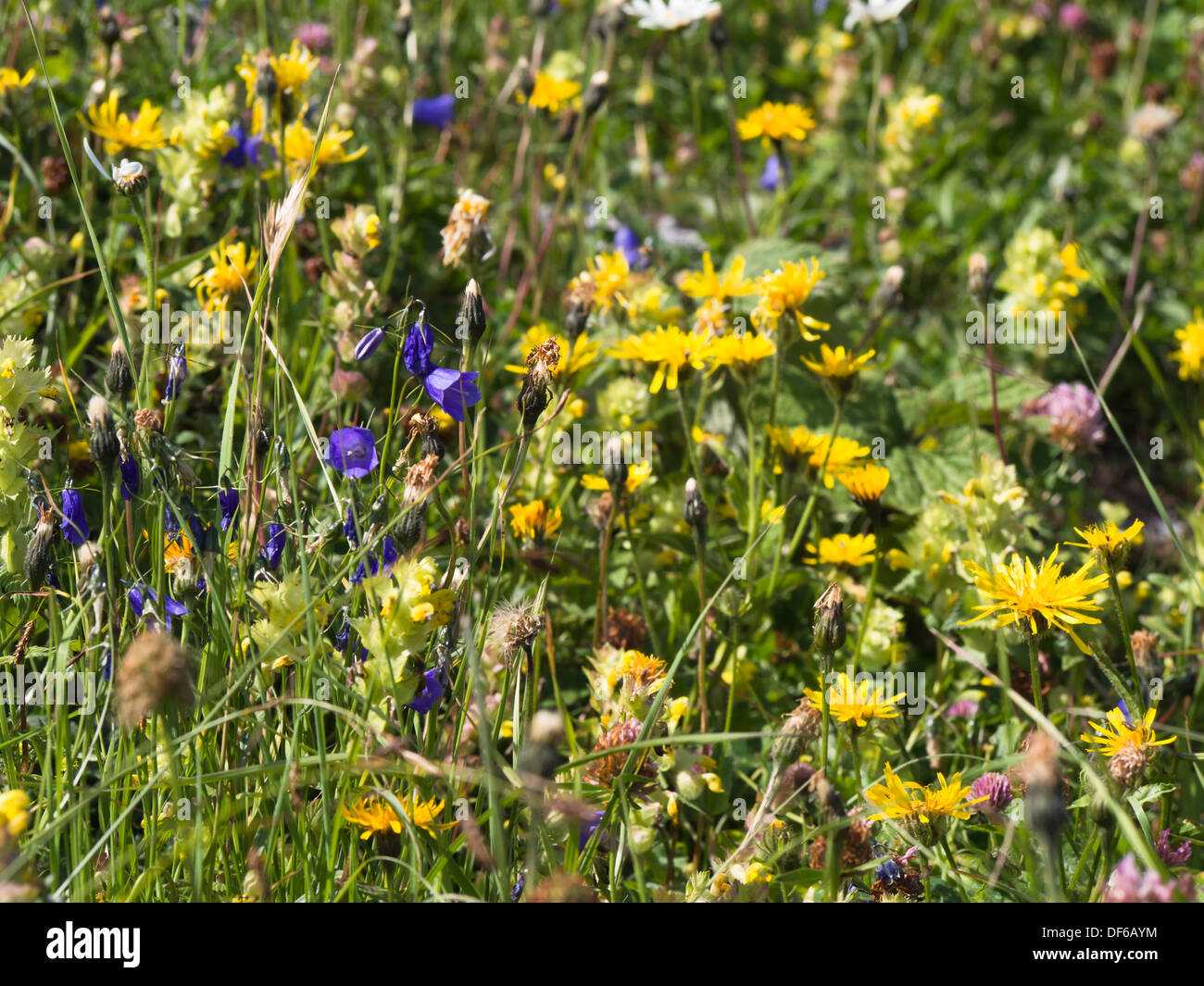Multitude of flowers hi-res stock photography and images - Alamy
