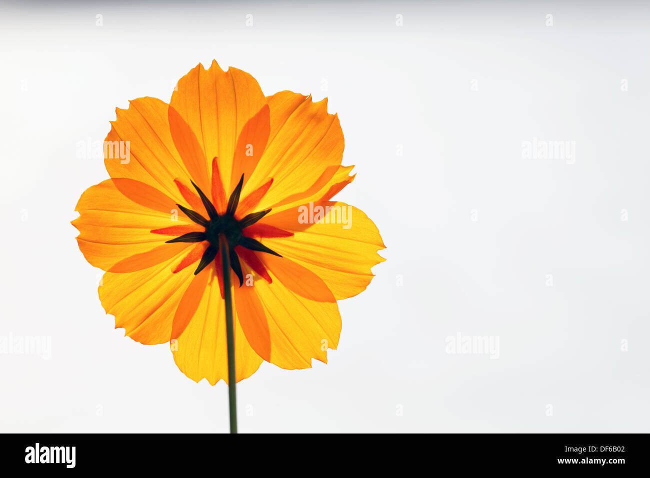 Cosmos flower with one white petal hi-res stock photography and images ...
