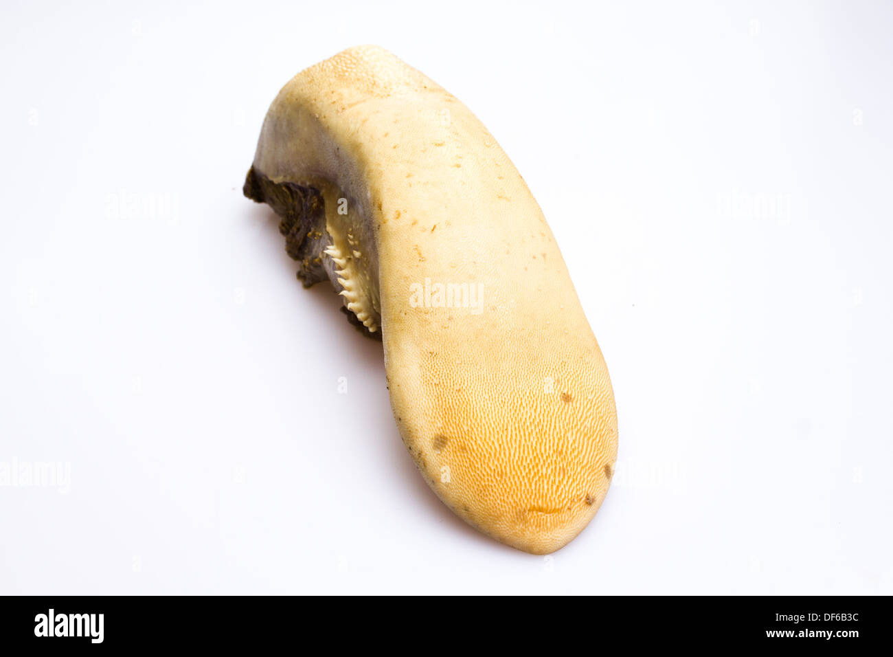 Cooked ox tongue on white background Stock Photo - Alamy