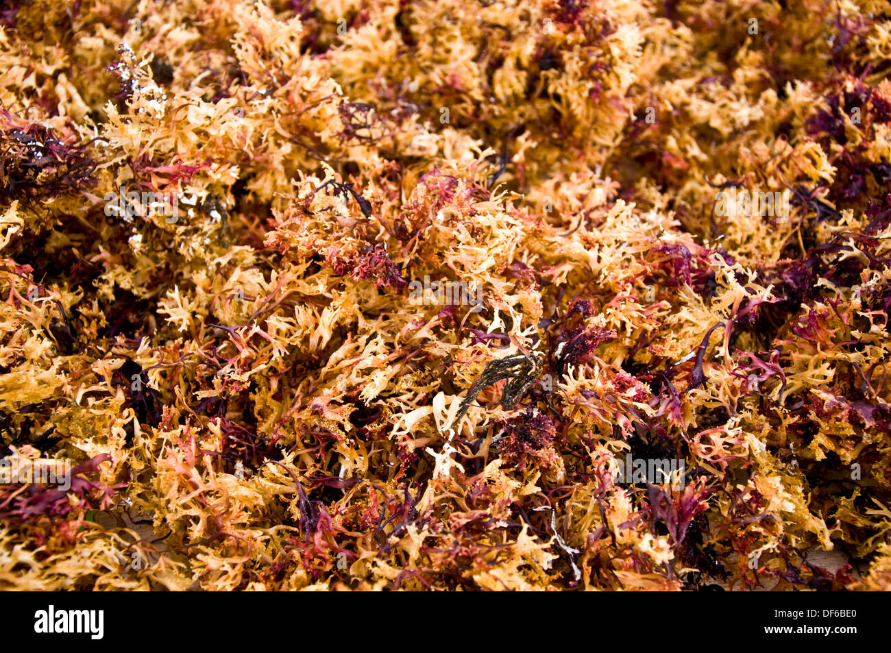 Chondrus crispus hi-res stock photography and images - Alamy