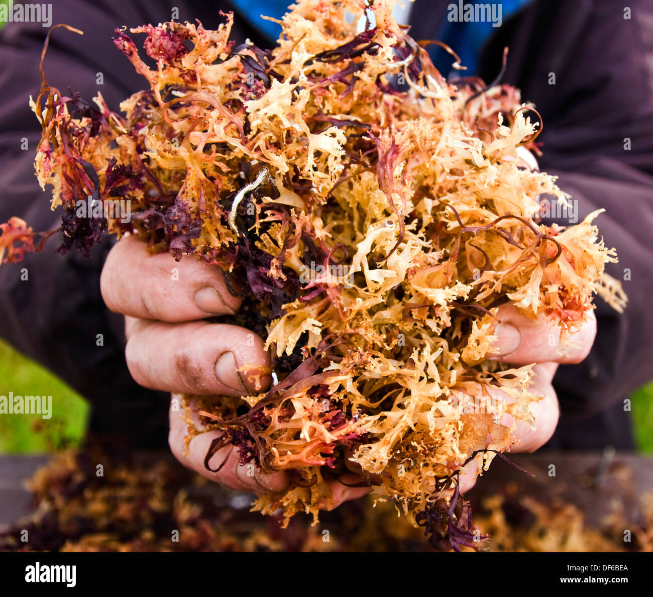 Chondrus crispus hi-res stock photography and images - Alamy