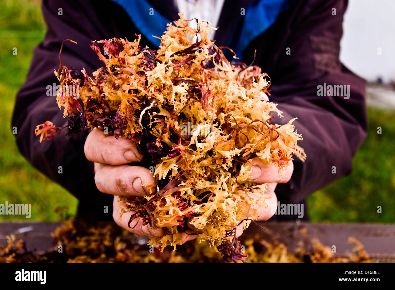 Carrageen ireland hi-res stock photography and images - Alamy