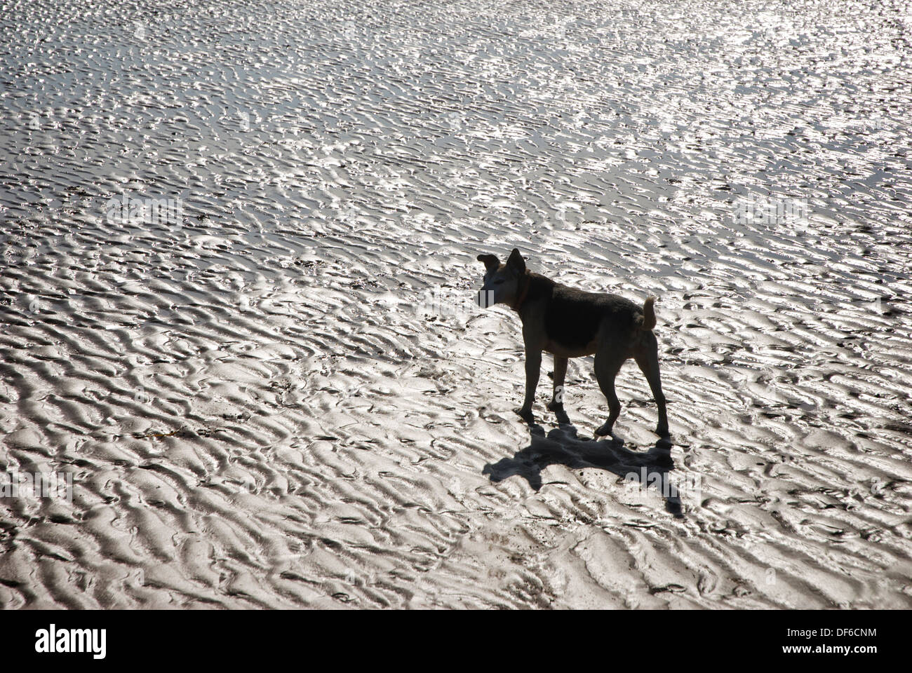 Dog beach sand hi-res stock photography and images - Alamy