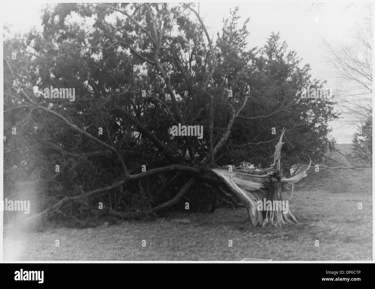 Large tree twisted by a tornado untilit broke. Excelsior Springs ...