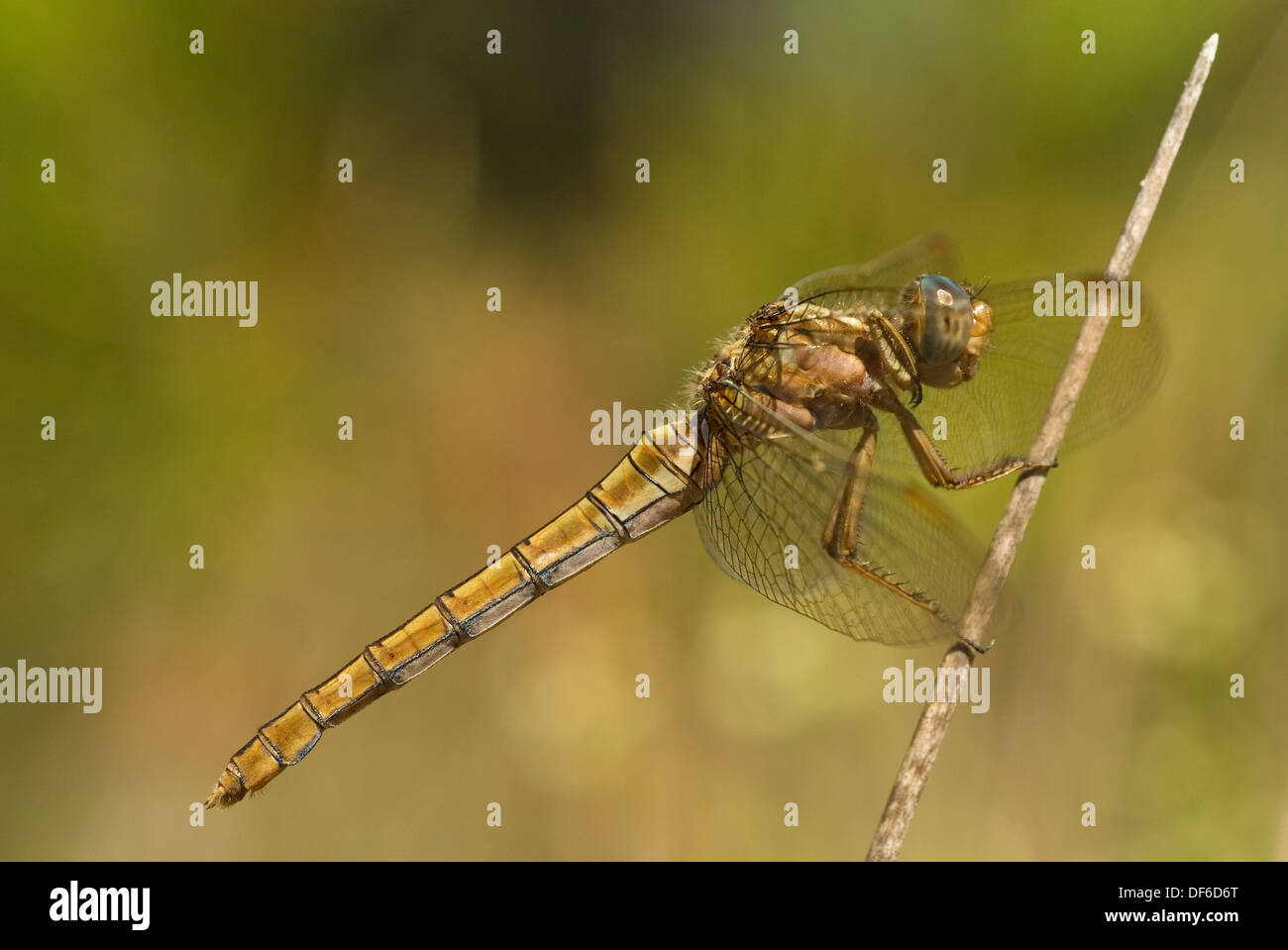 Blue darter hi-res stock photography and images - Alamy