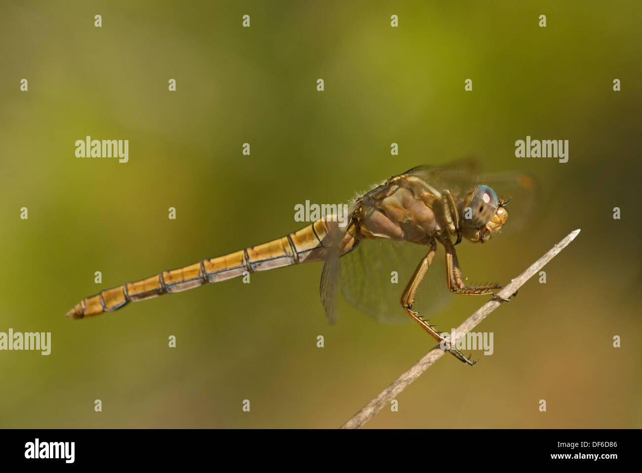 Blue darter hi-res stock photography and images - Alamy