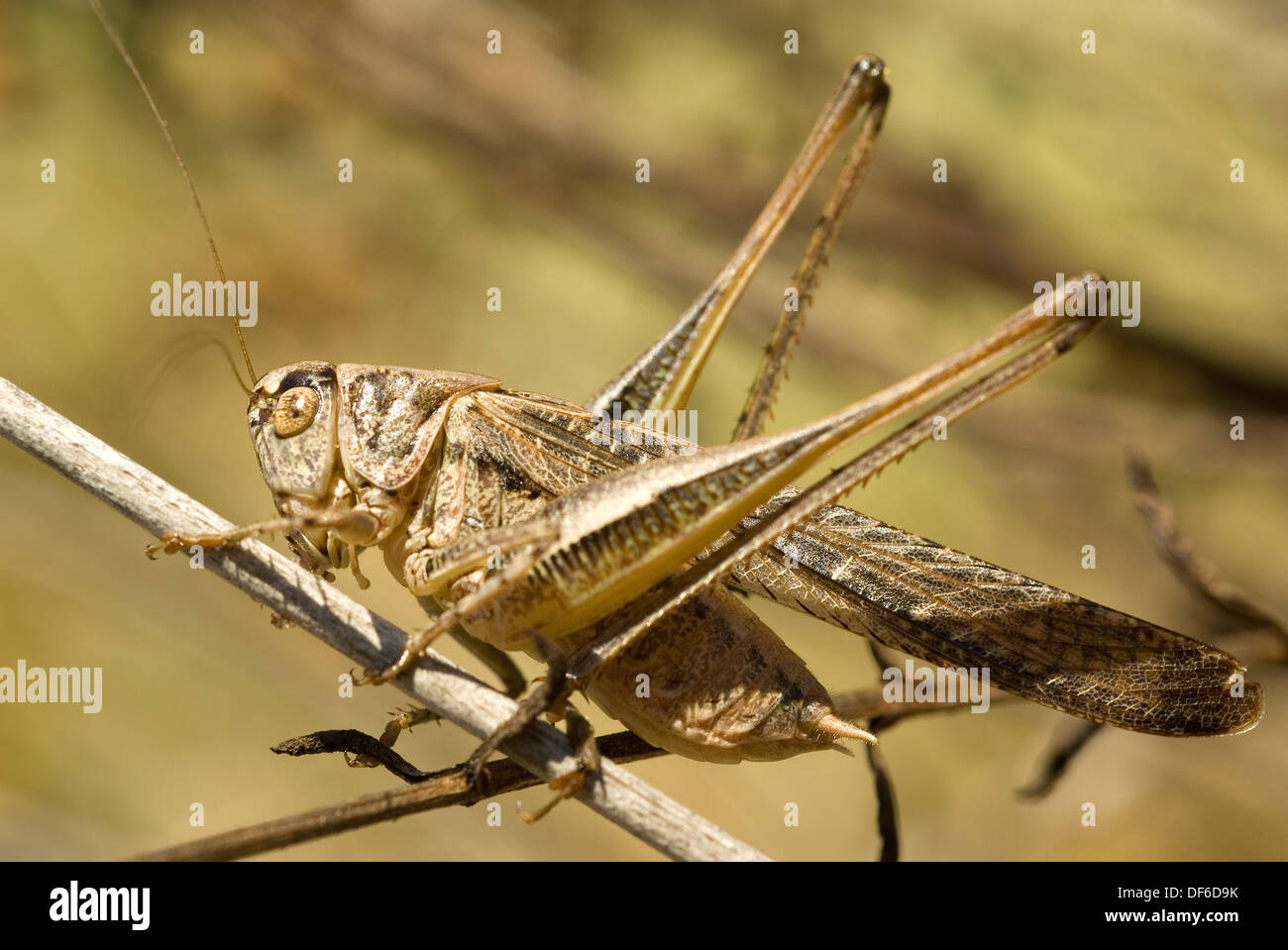 Cricket male insect wings hi-res stock photography and images - Alamy