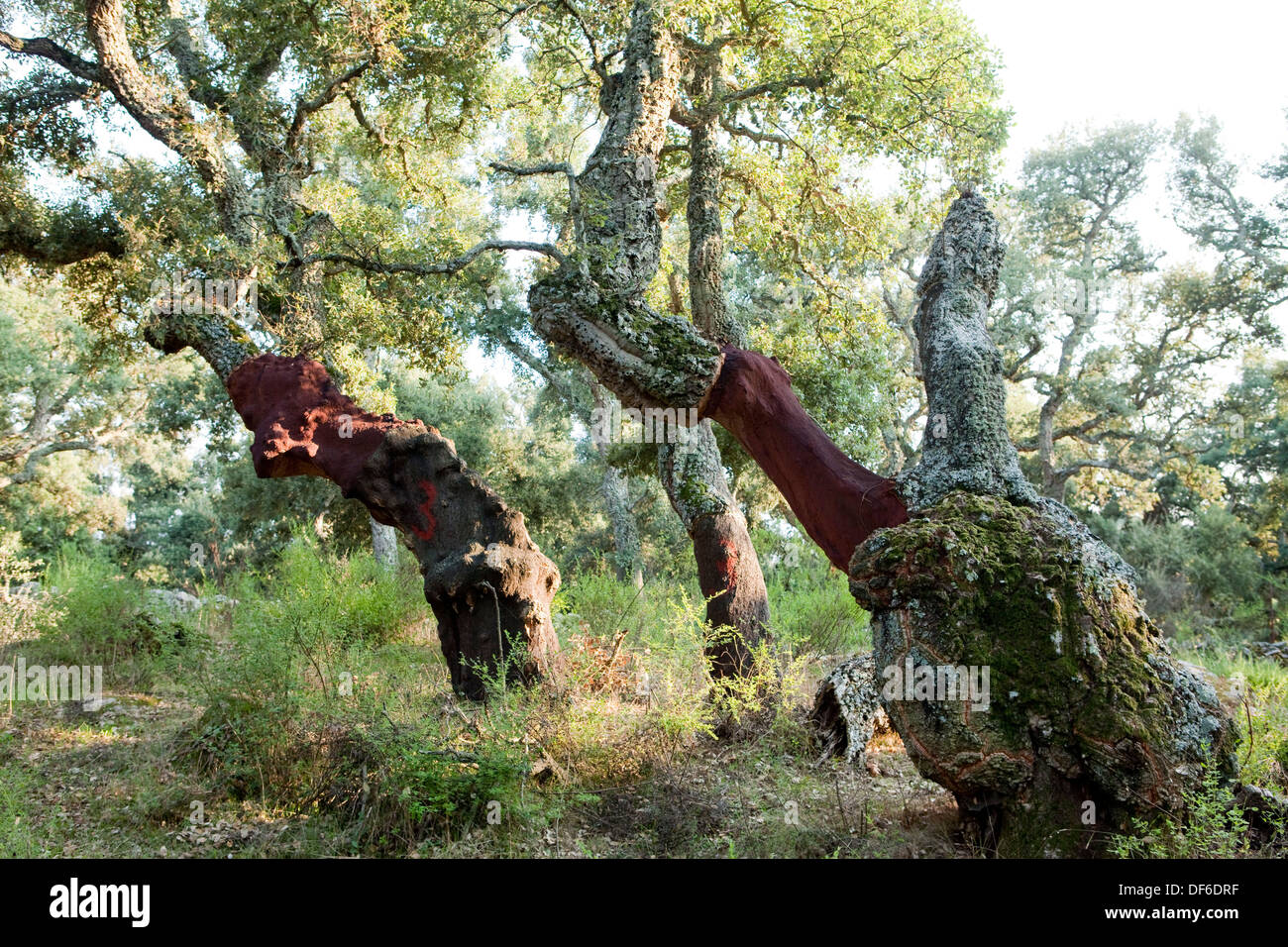 Cork oaks forest sardinia hi-res stock photography and images - Alamy