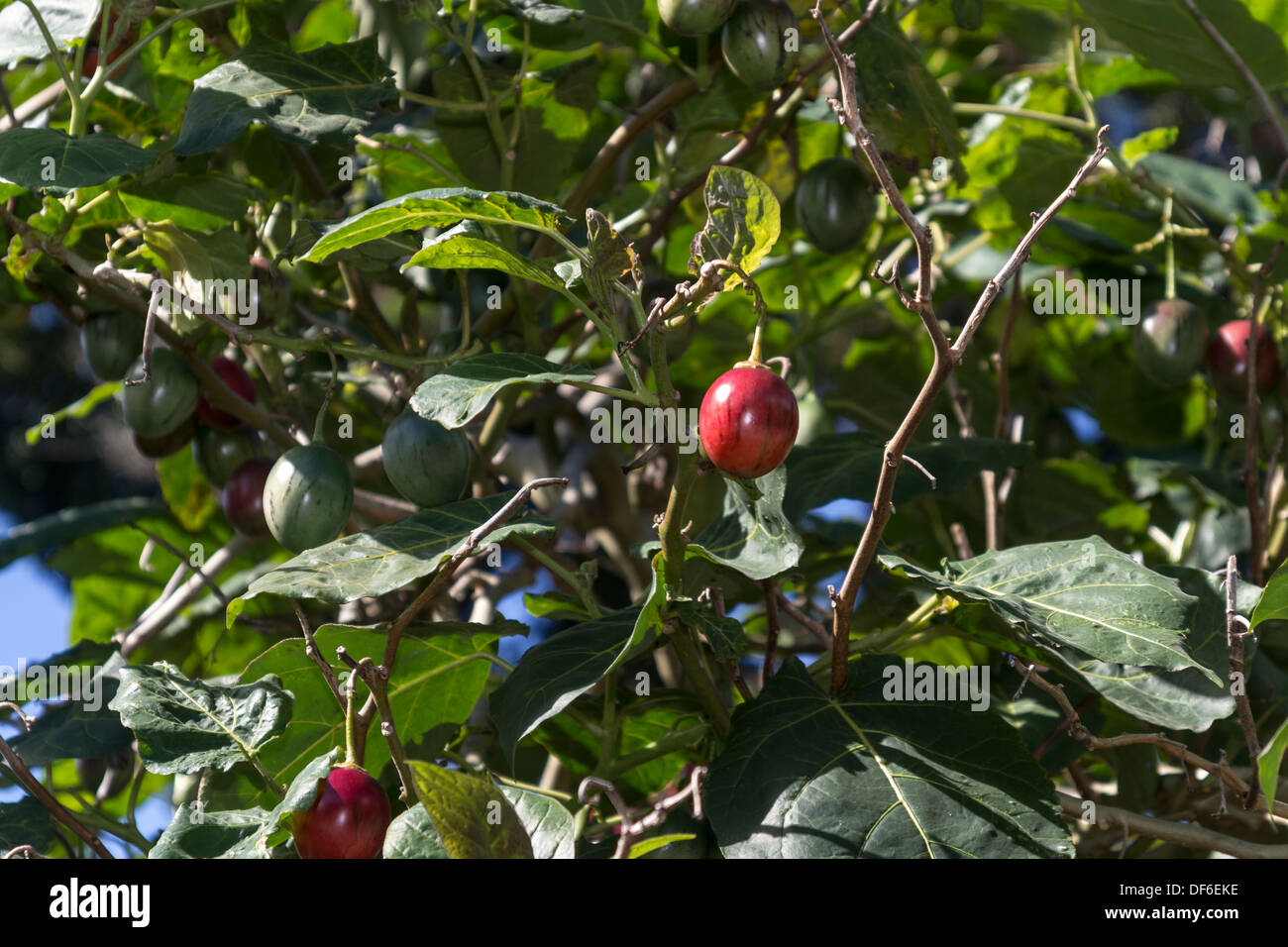Tree tomato hi-res stock photography and images - Alamy