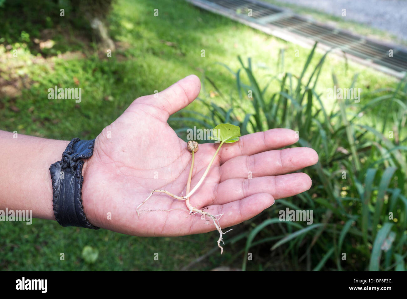 Fingerling coffee plants, recently sprouted. Boquete, Province of ...
