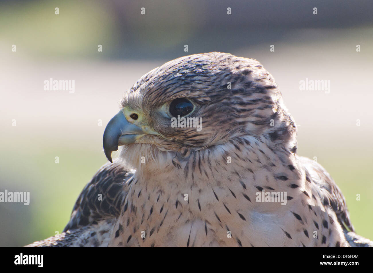 Falco peregrinus beak hi-res stock photography and images - Alamy