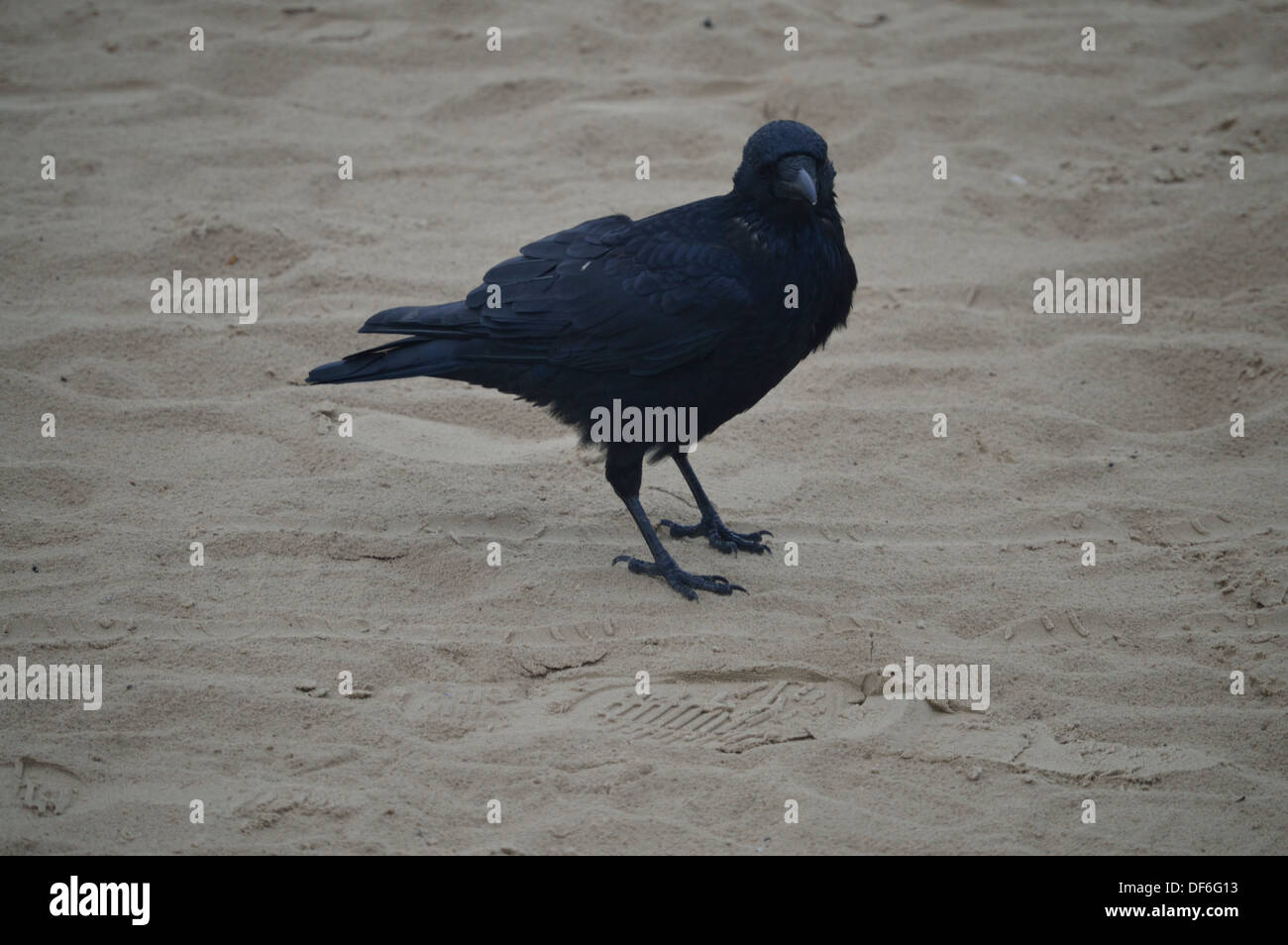Crow and beach hi-res stock photography and images - Alamy