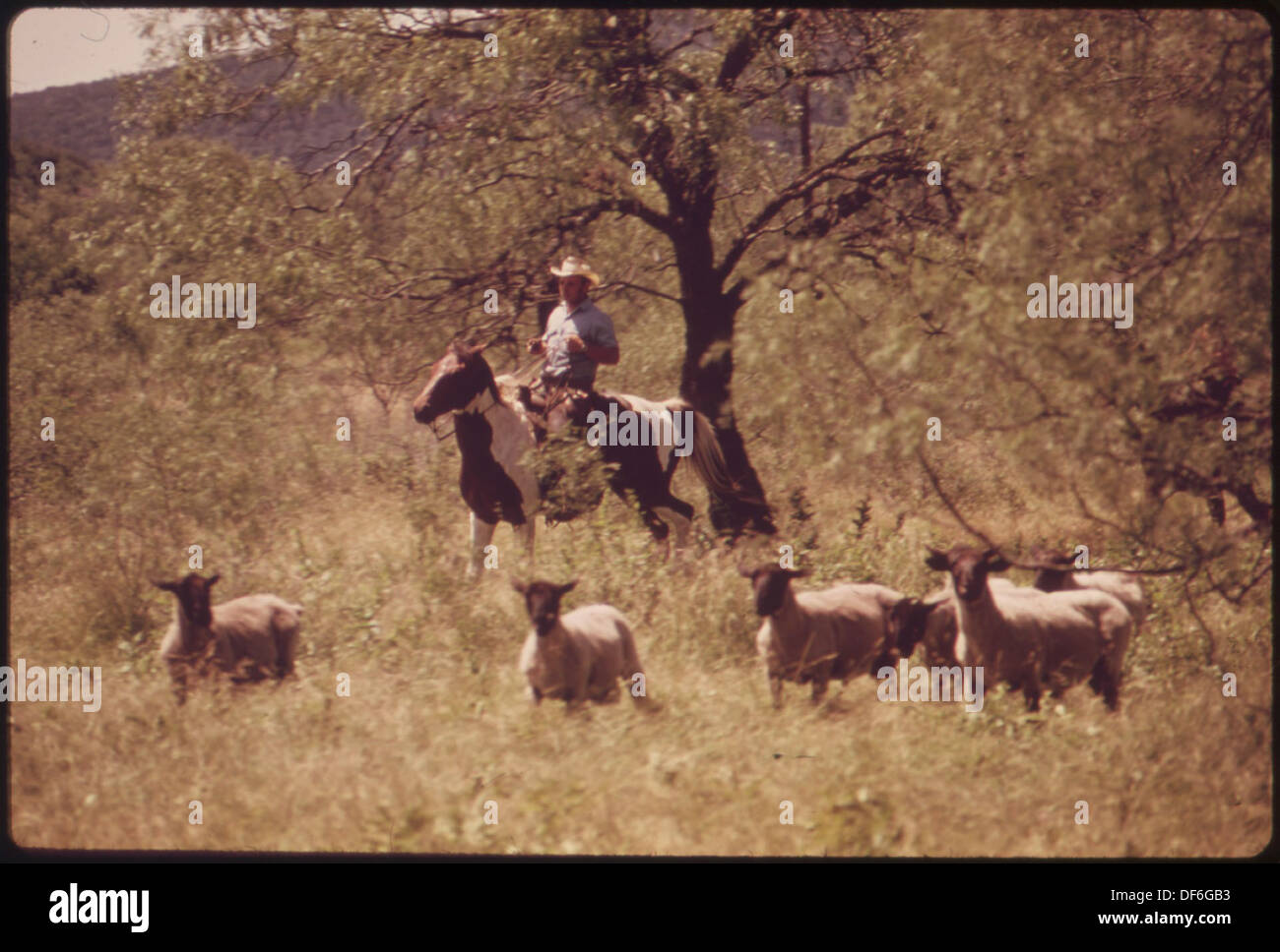 MEMBER OF A LEAKEY, TEXAS, AREA RANCH FAMILY ROUNDS UP SHEEP FROM ...