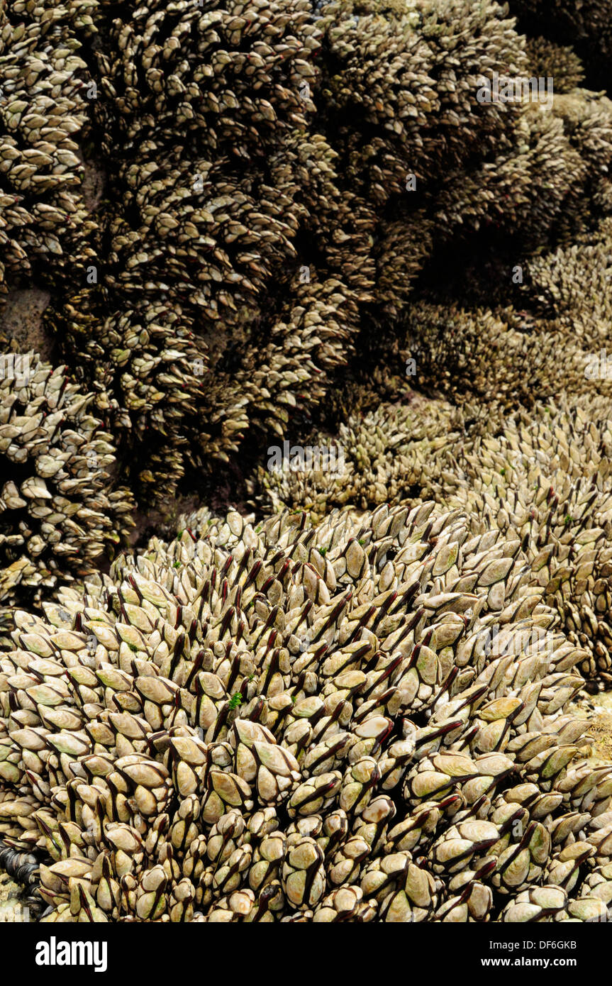 Group of goose barnacles (Pollicipes pollicipes) covering the coastal ...