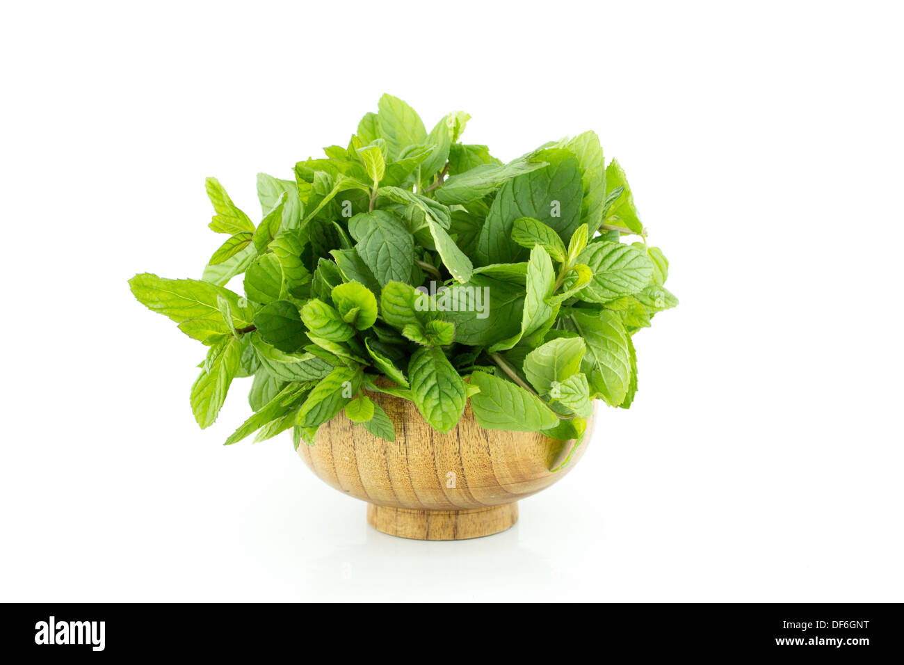 fresh green mints plant in pot on a white background (with clipping ...