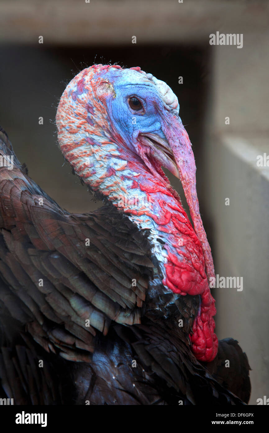 Turkey spain hi-res stock photography and images - Alamy