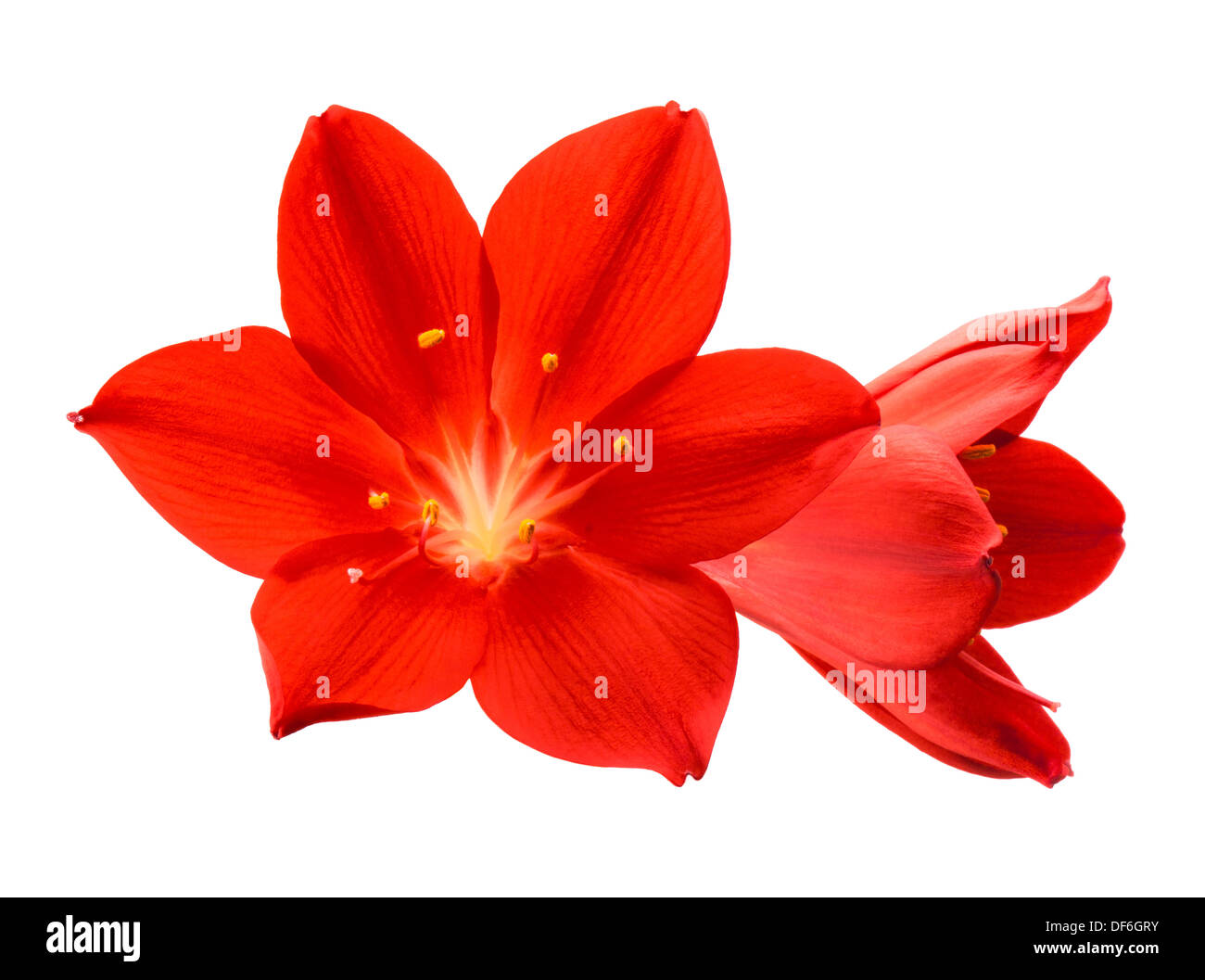 Isolated orange flower hi-res stock photography and images - Alamy
