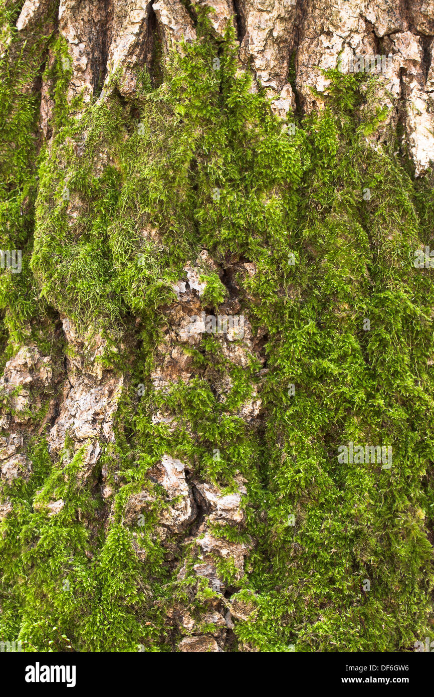 Bark and moss Stock Photo - Alamy