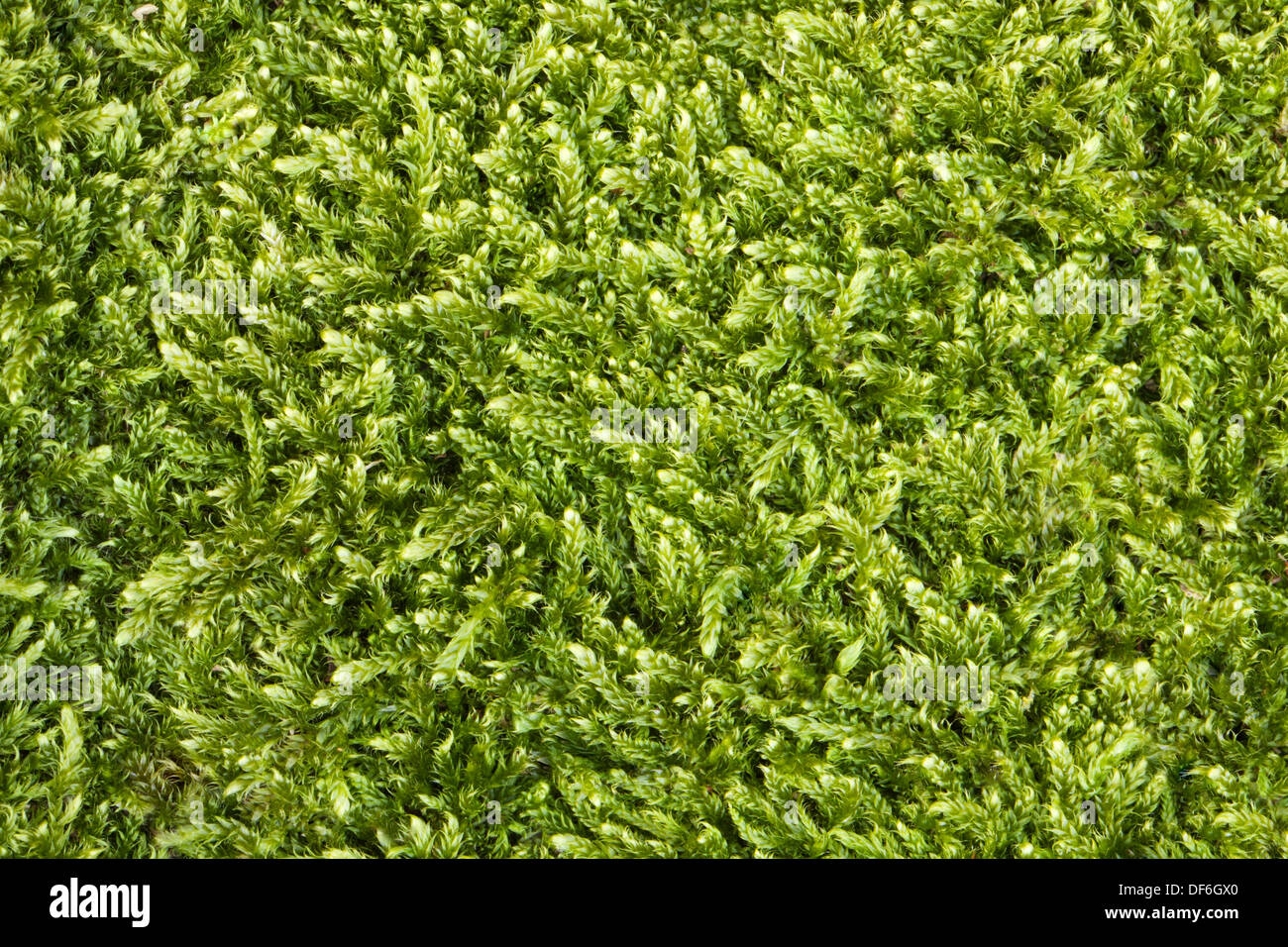 Green moss texture Stock Photo - Alamy
