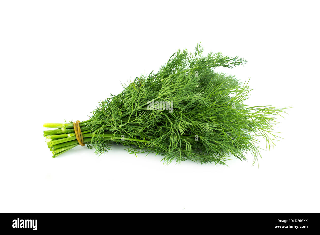 a bunch of Fennel plant leaves on a white background Stock Photo - Alamy
