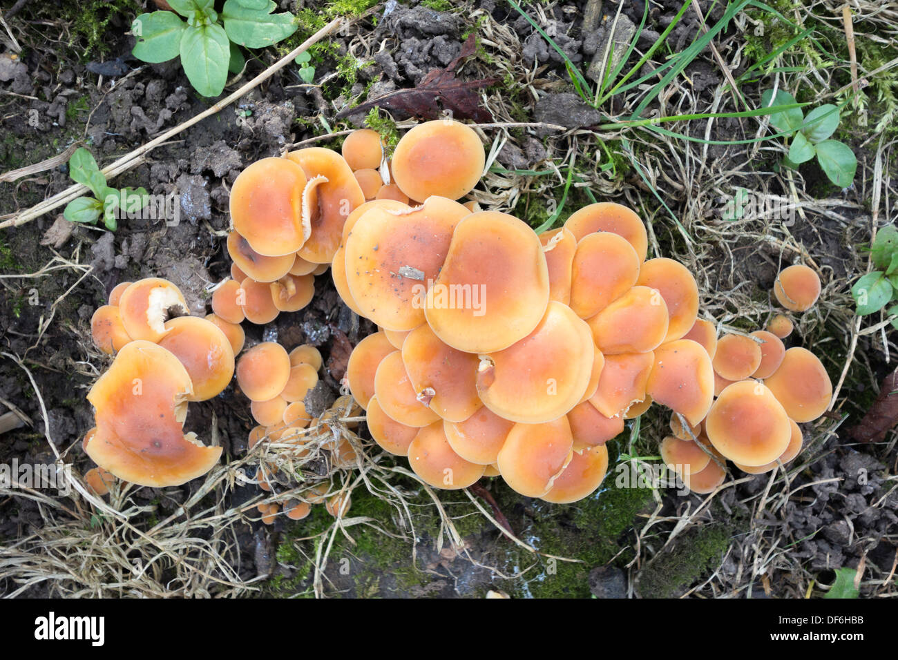 Group of fungi growing on a woodland floor Stock Photo - Alamy