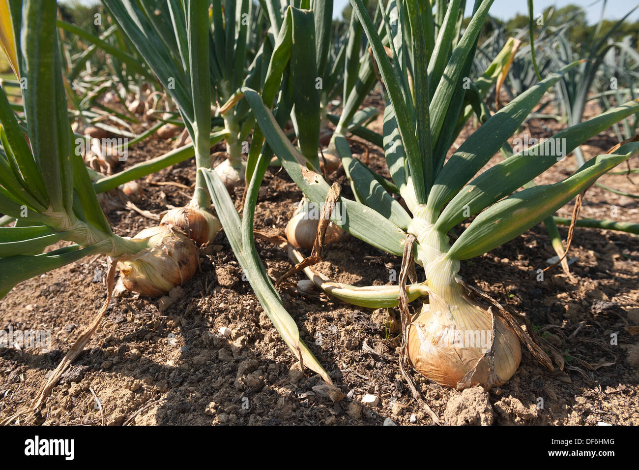 Onions Allium spp crop ready for harvest and Autumn crop in regular ...