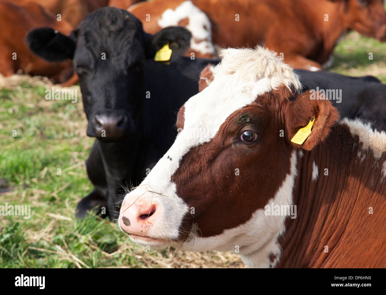 Uk cattle farming hi-res stock photography and images - Alamy