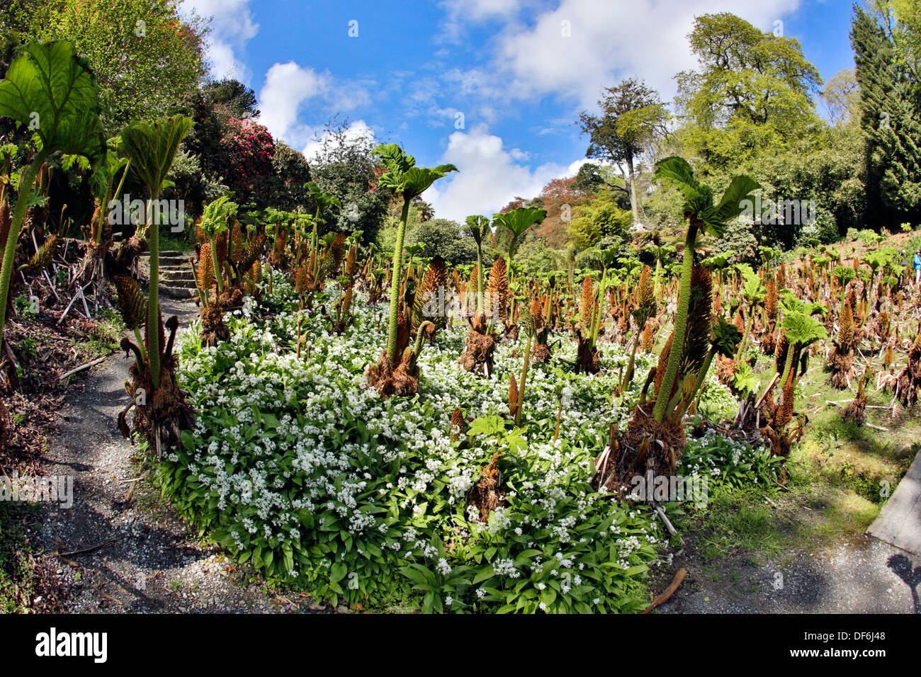 Trebah Garden; Cornwall; UK Stock Photo - Alamy