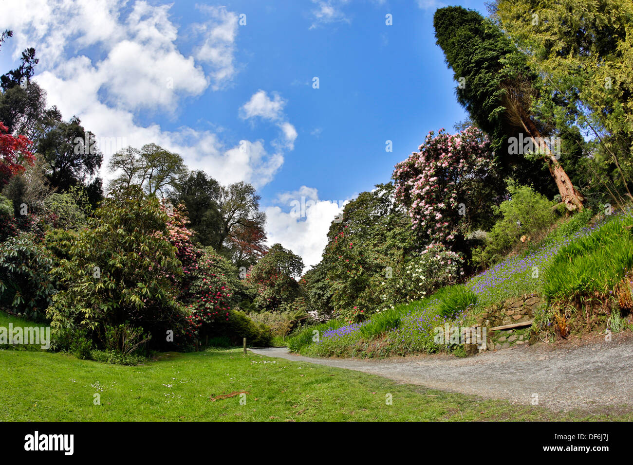 Trebah Garden; Cornwall; UK Stock Photo - Alamy