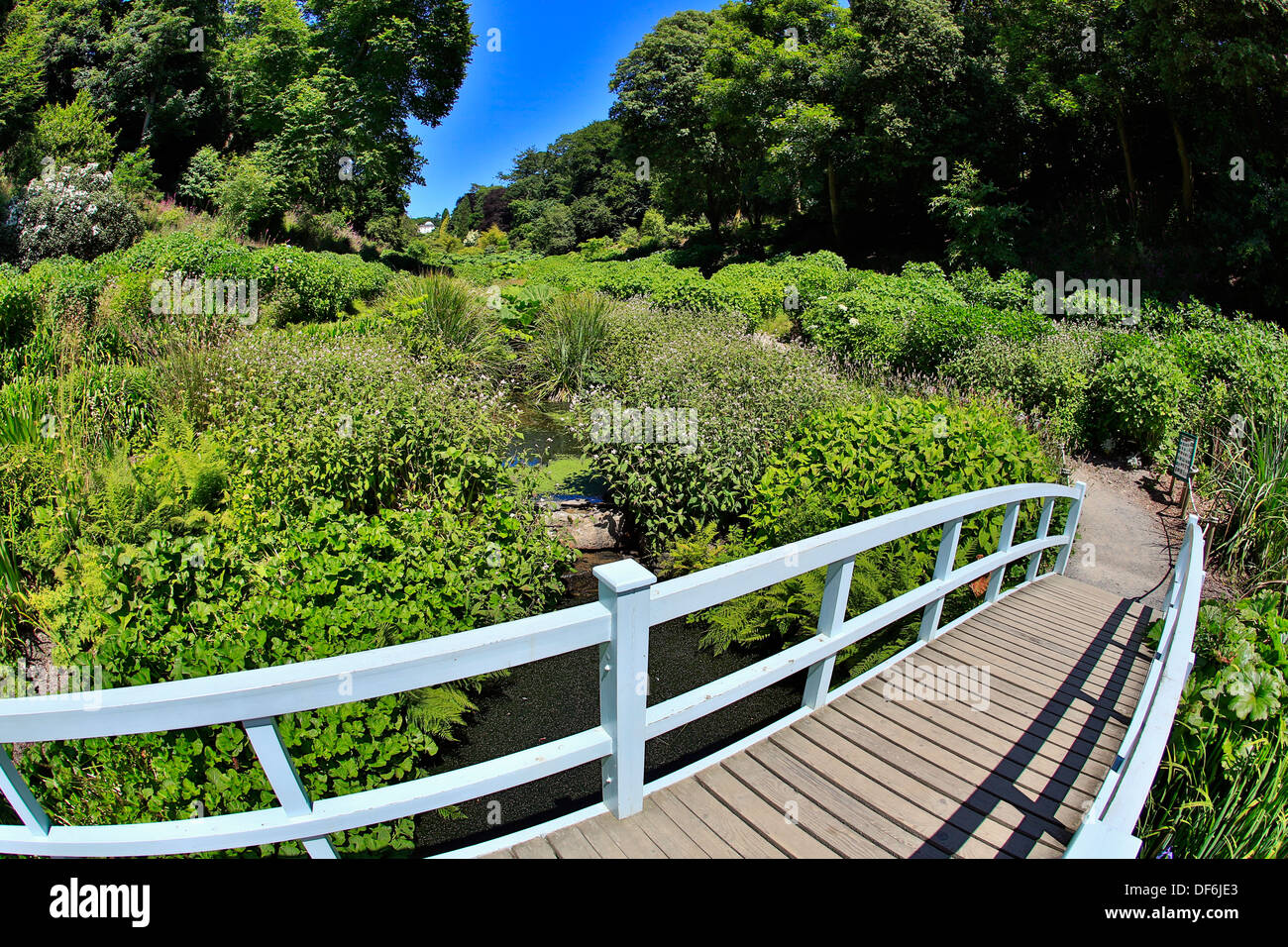 Trebah Garden; Cornwall; UK Stock Photo - Alamy
