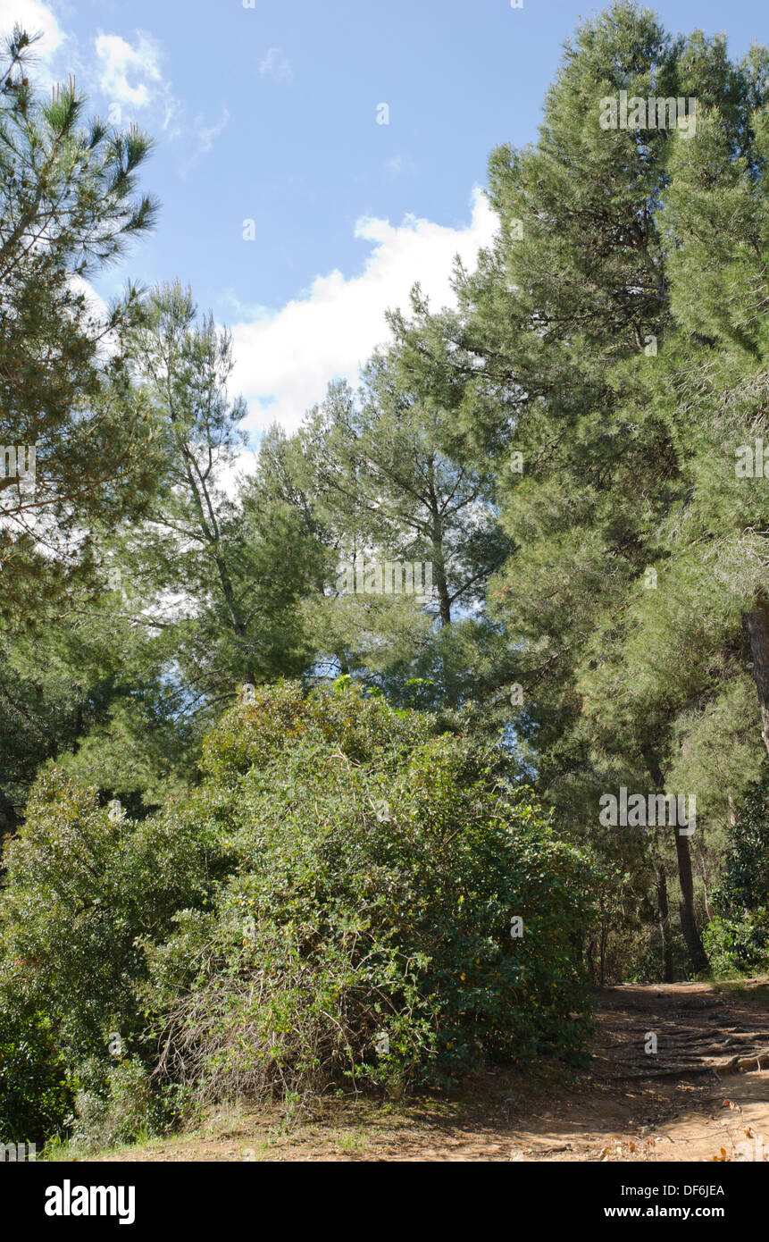 Forest, wood, tree, path, sky Stock Photo - Alamy
