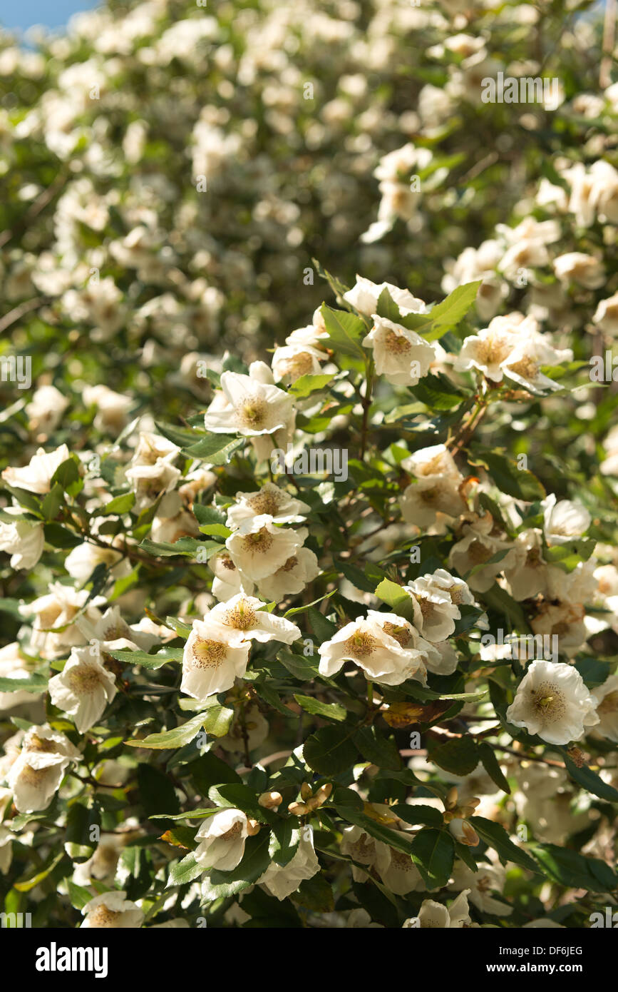 Hardy Eucryphia × nymansensis Nymansay tree in full bloom with cup ...