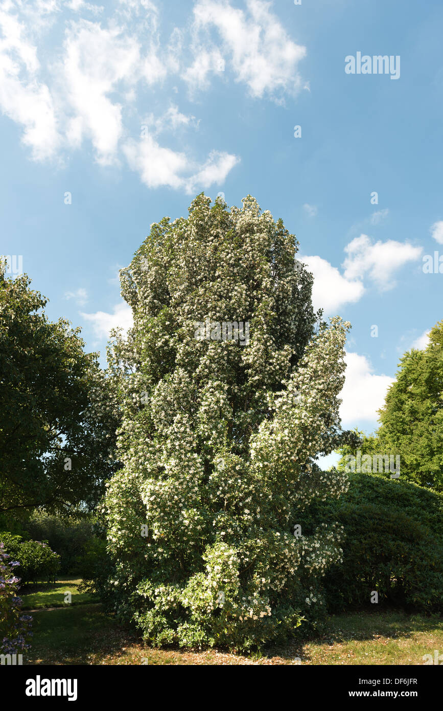 Hardy Eucryphia × nymansensis Nymansay tree in full bloom with cup ...