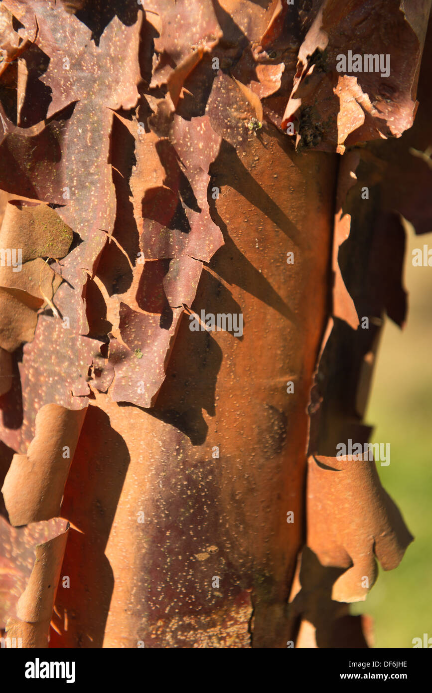 peeling bark of semi mature Birch tree looking weathered and flaky ...