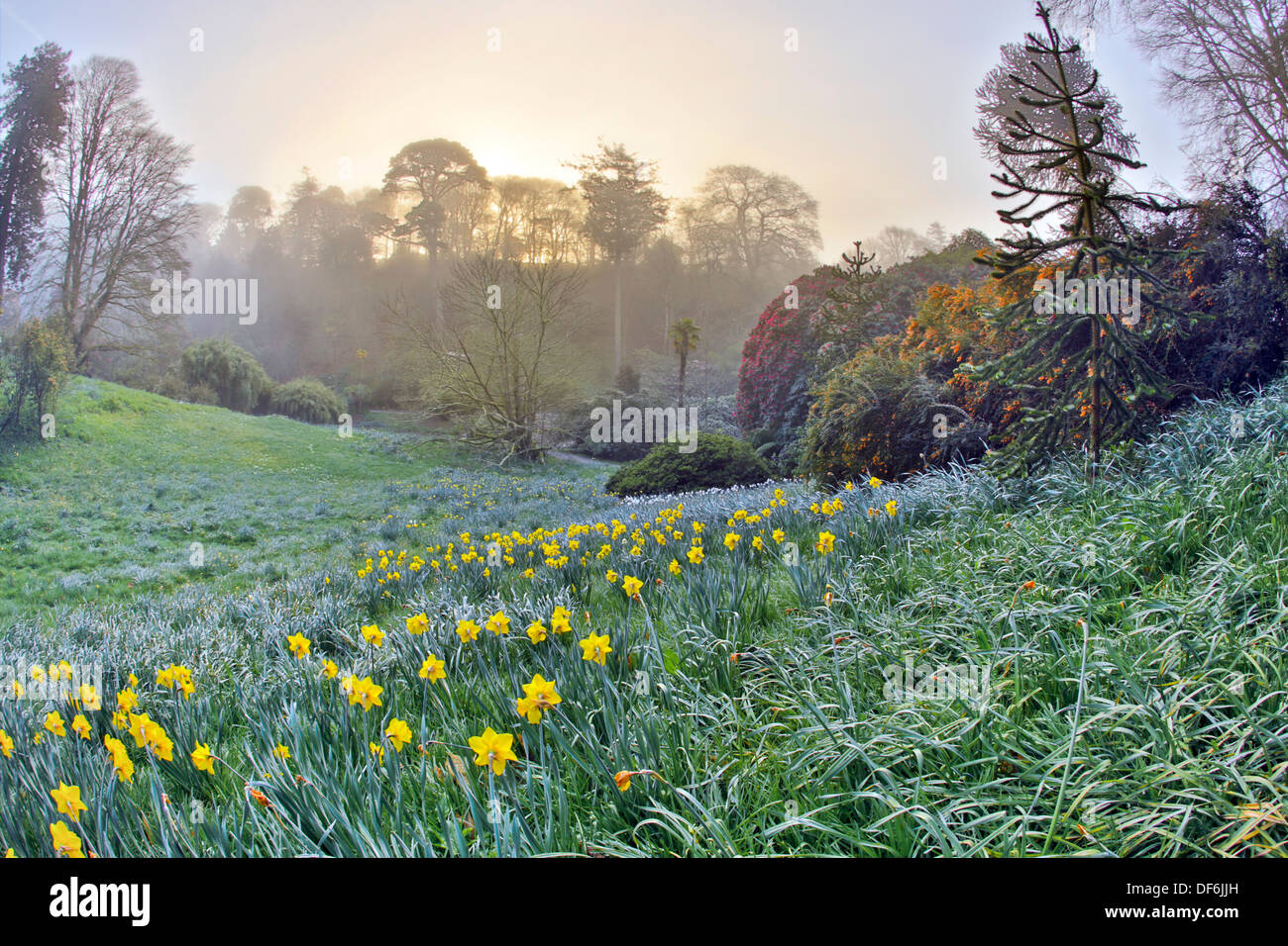 Trebah Garden; Cornwall; UK Stock Photo - Alamy