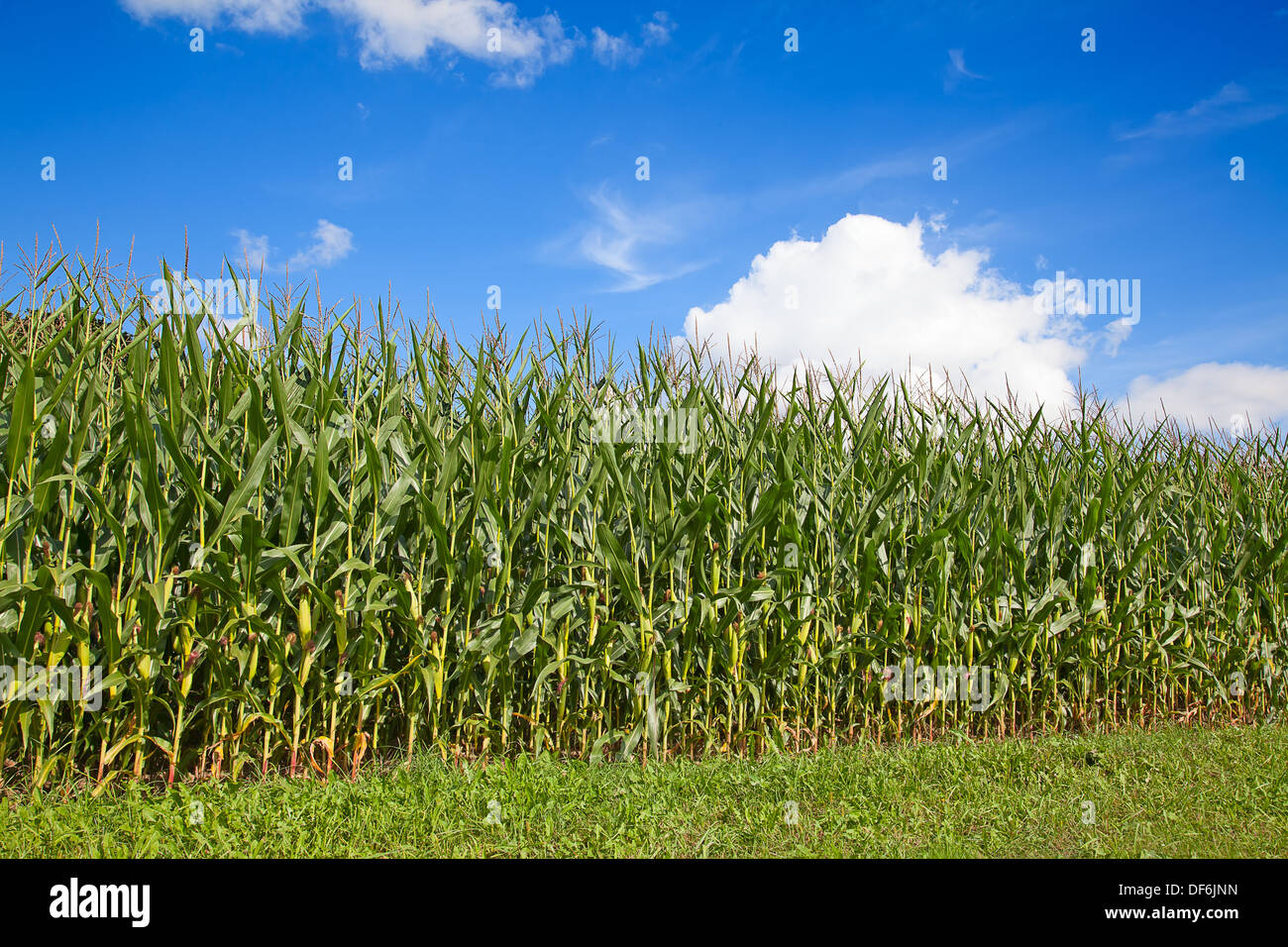 Corn field under blue sky with some fluffy clouds Stock Photo - Alamy