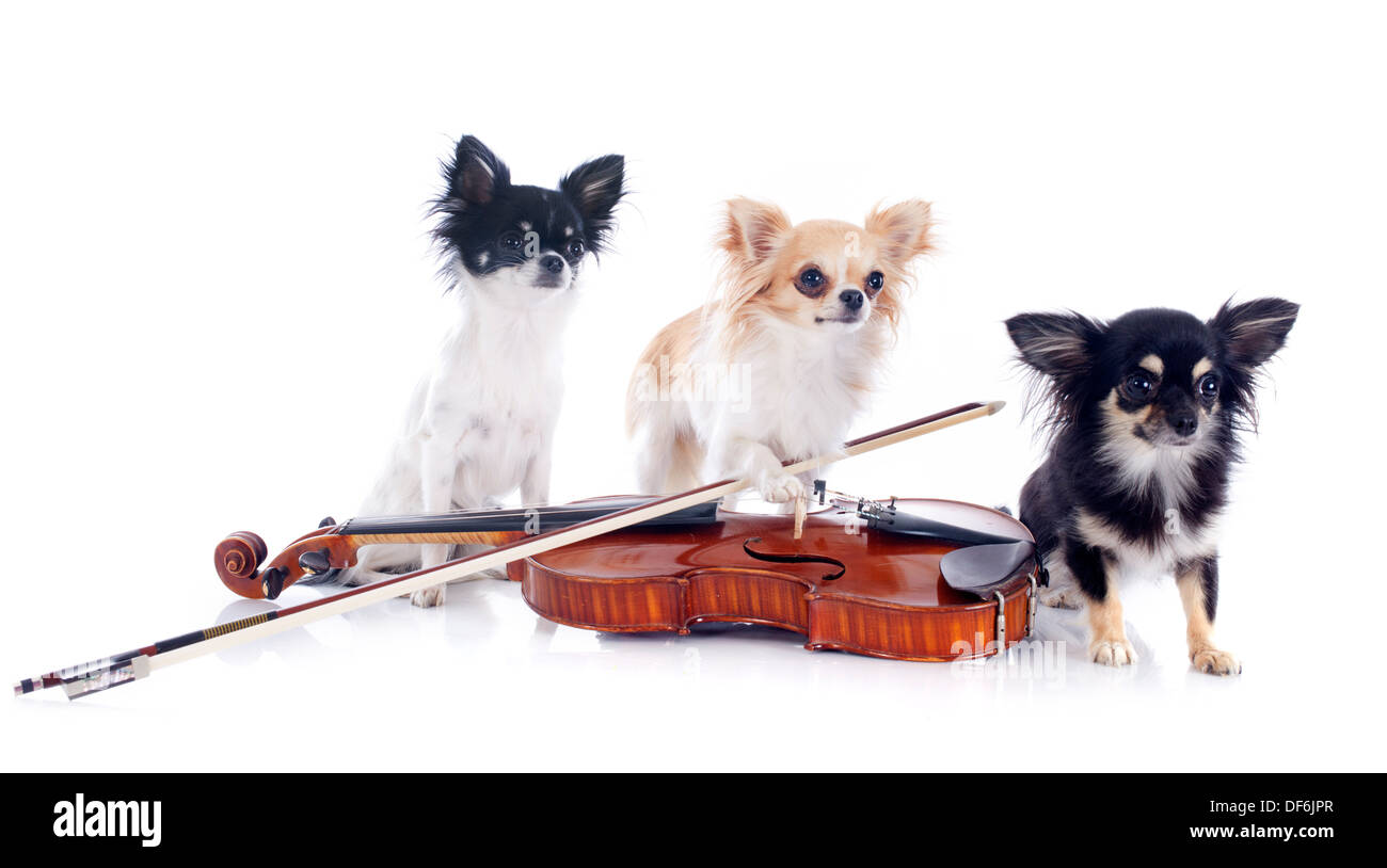 Does A Violin Hurt A Dogs Ears