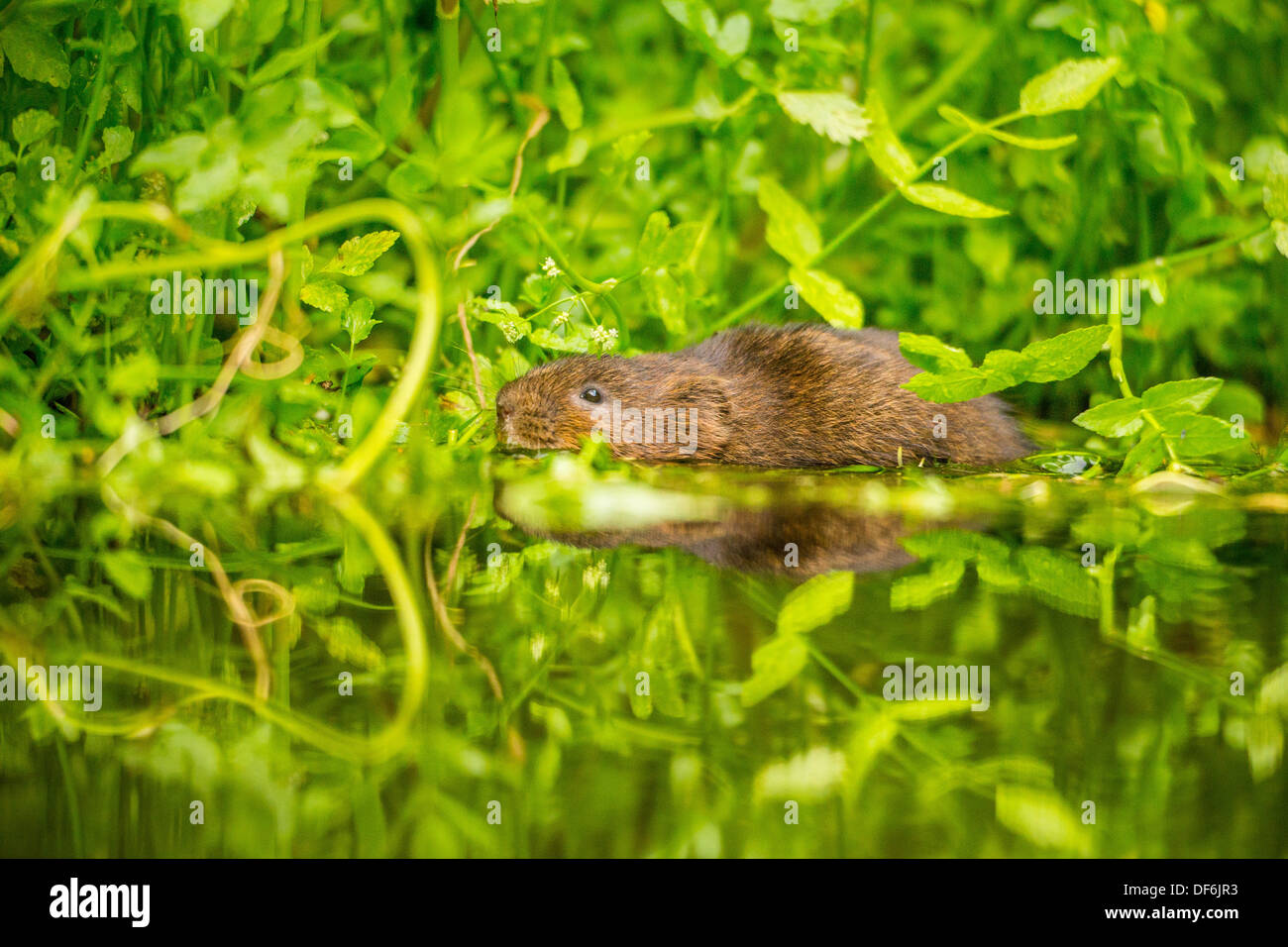 Watercress habitat hi-res stock photography and images - Alamy