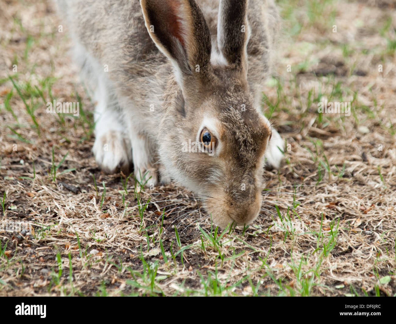 White Tailed Jackrabbit