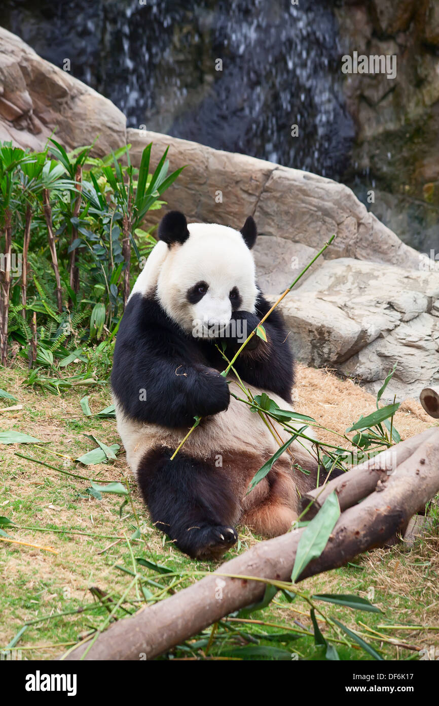 Giant panda bear eating bamboo leafs Stock Photo - Alamy