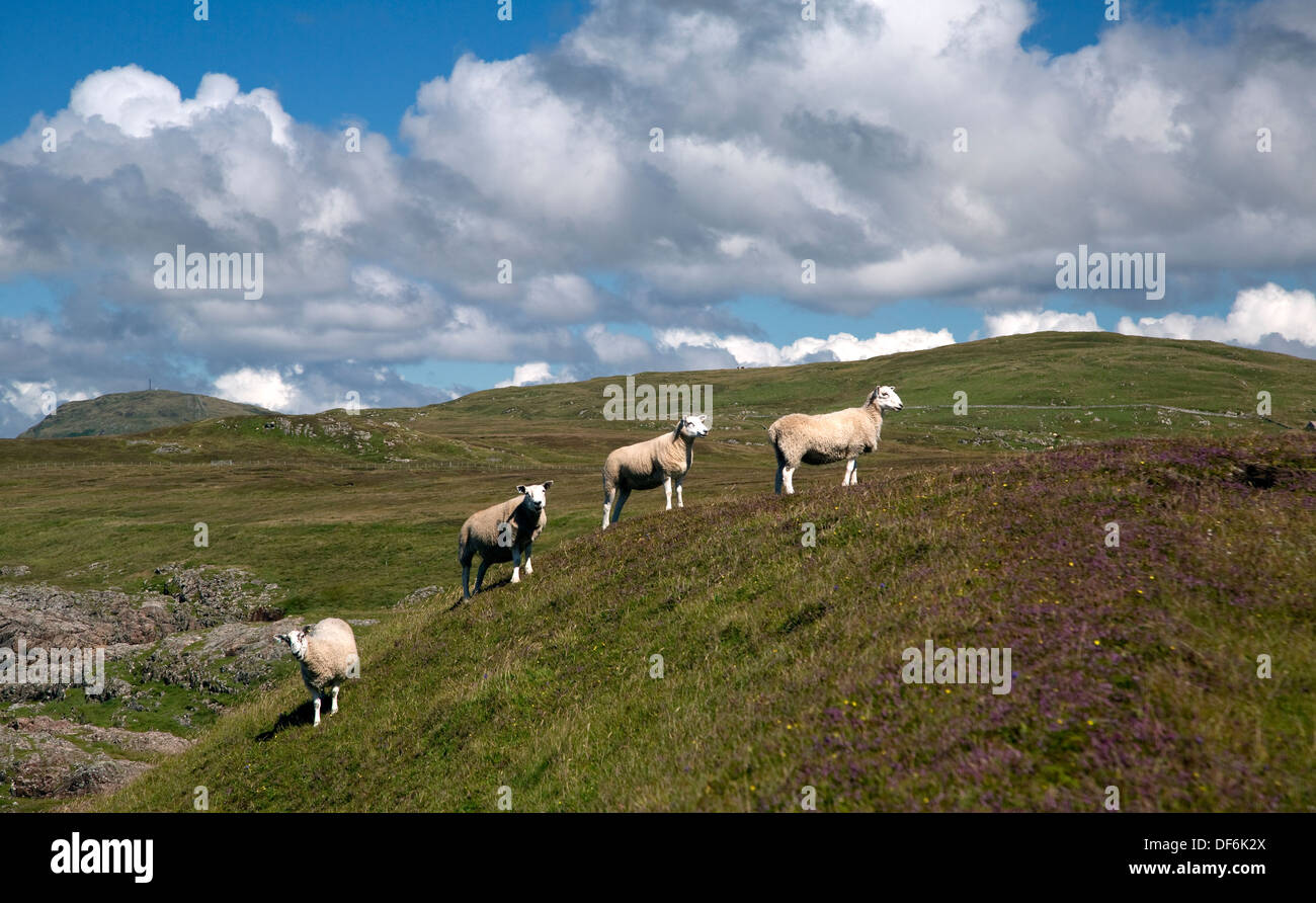 4 sheep hi-res stock photography and images - Alamy